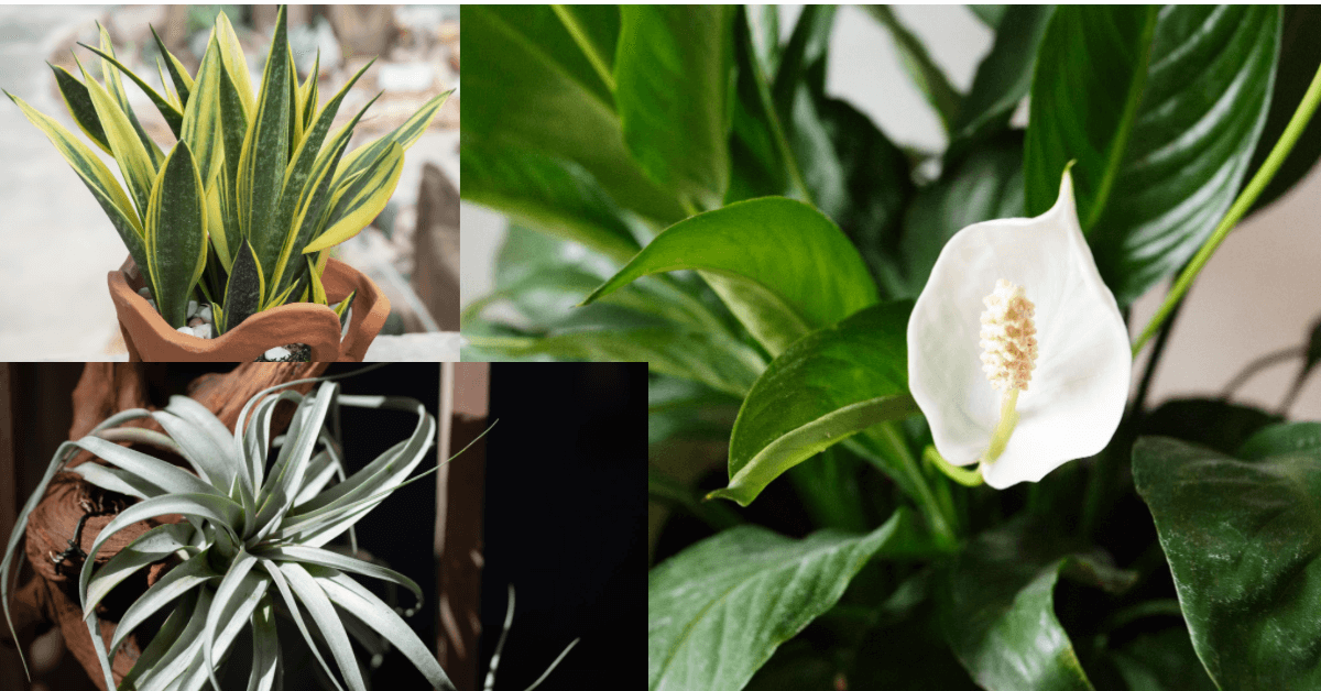 Natural Air Purifiers: DIY Strategies for a Cleaner Home and Fresher Air