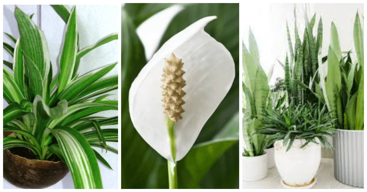 Natural Air Purifiers: DIY Strategies for a Cleaner Home and Fresher Air